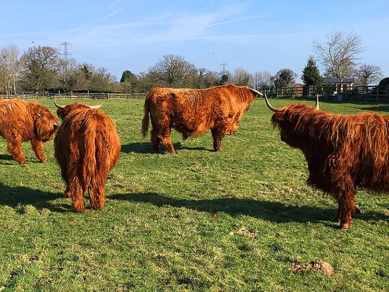 Highland Cattle Meat Sales from Oak Fold - Oak Fold Pedigree Highland ...
