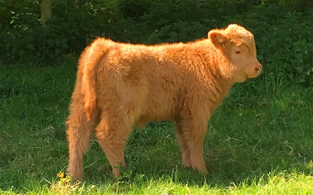 Gallery - Oak Fold Pedigree Highland Cattle